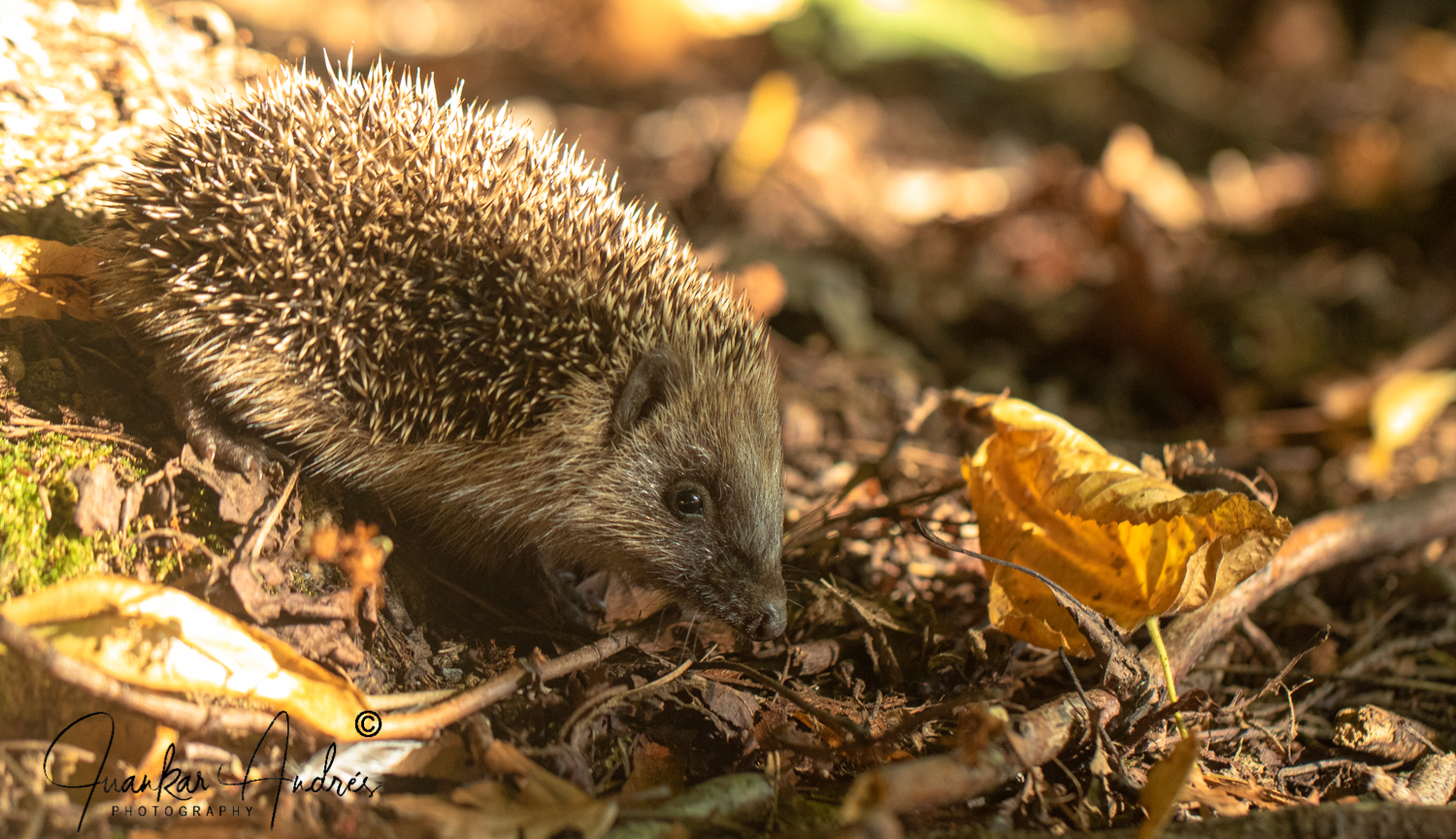 Entre alpinas y marinas.: Erizo común.