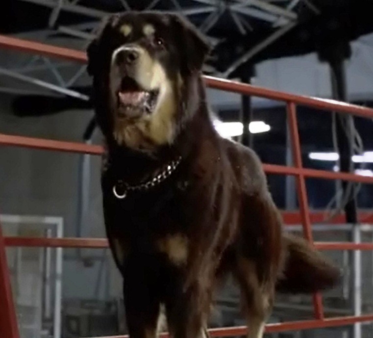 A Field Guide To Doomsday: Devastation Drive-In — 'Man's Best Friend ...