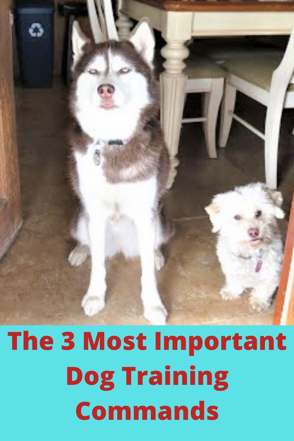Dogs Luv Us And We Luv Them 3 OF THE MOST IMPORTANT DOG TRAINING COMMANDS Dogs Luv Us And We Luv Them 3 OF THE MOST IMPORTANT DOG TRAINING COMMANDS
