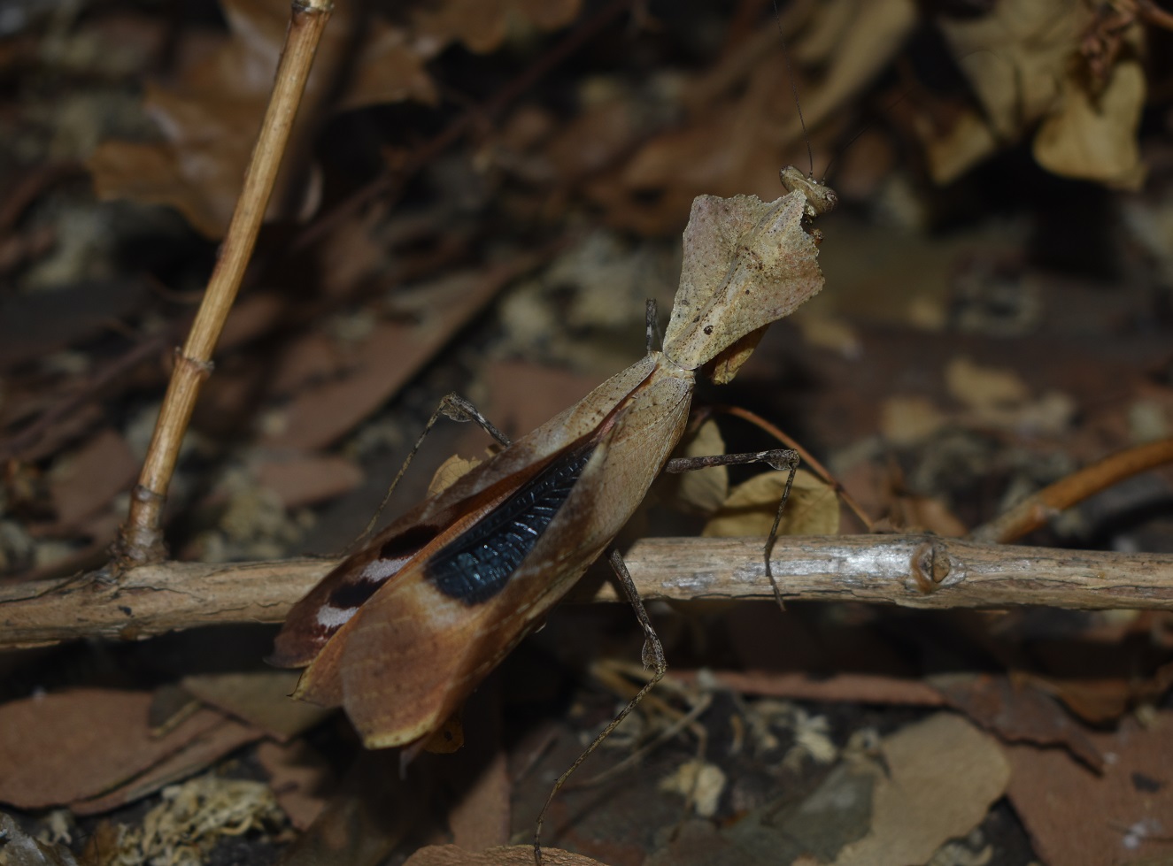 ZOOTOGRAFIANDO (6.100 ANIMALS): MANTIS HOJA GIGANTE / GIANT DEAD LEAF ...