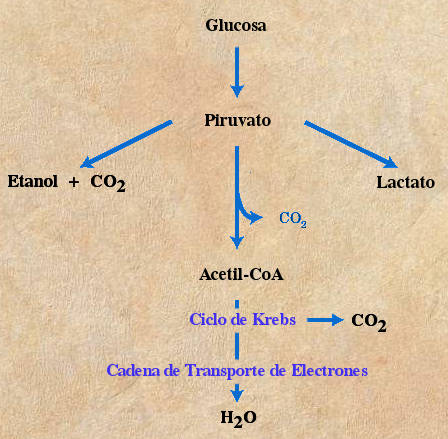 Destinos del Piruvato