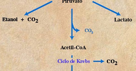Destinos del Piruvato