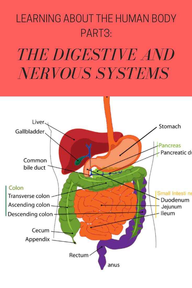 Learning About The Human Body Part 3: The Digestive And Nervous Systems