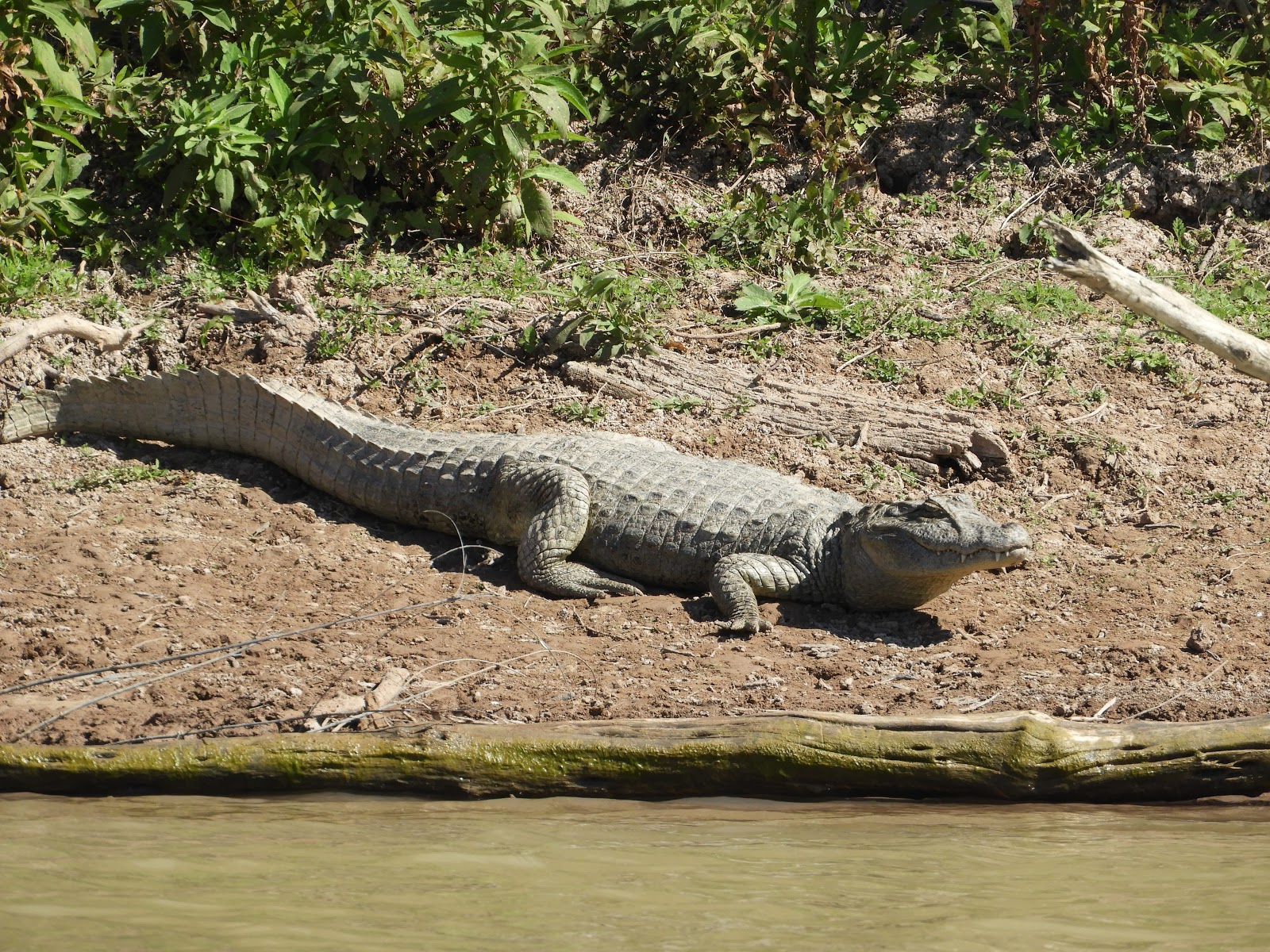 Reserva Natural Formosa: Ambientes, Flora y fauna