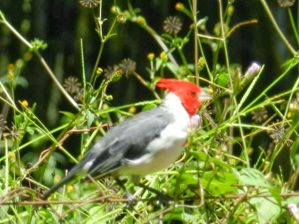 Sítio Panamar - Turismo Rural e Café Colonial - Pelotas,RS