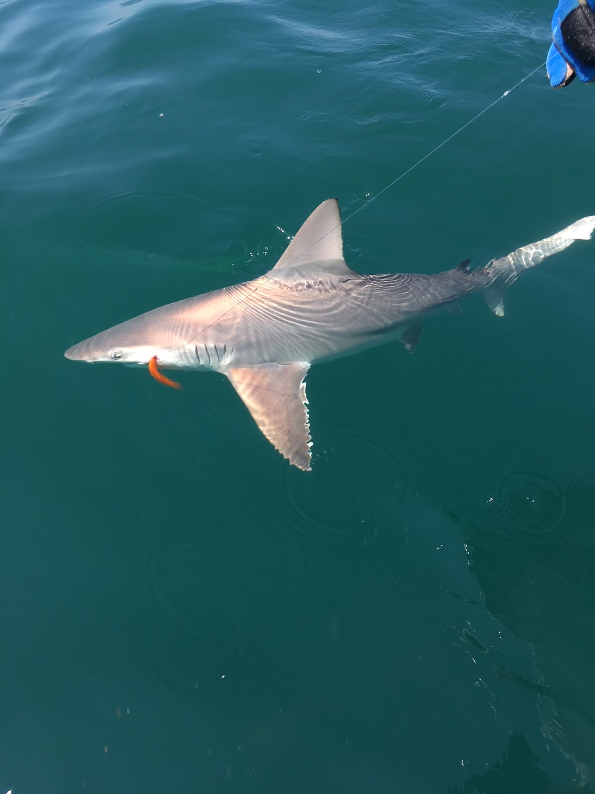 Jersey Cape Guide Service: More Sharks on the Fly