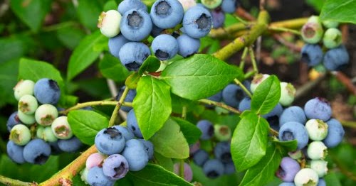 Afinul ~ Plante medicinale