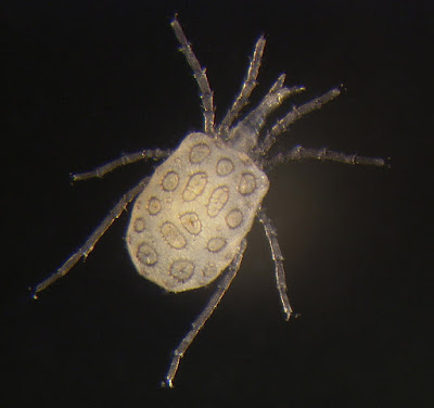 Variety of Life: Rhynchohydracaridae