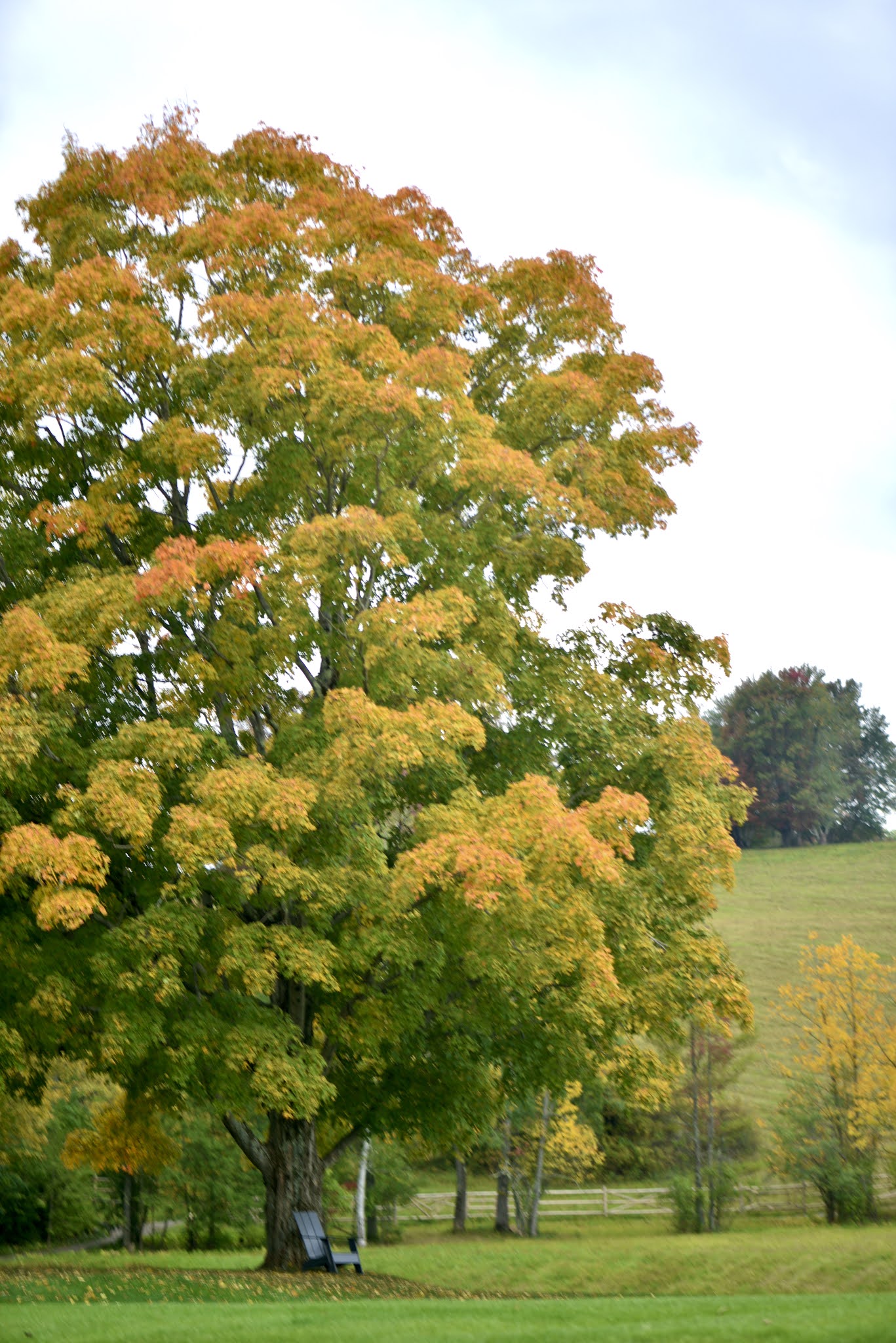 Ignatian Spirituality: Set the World Ablaze: Poem: "Tree at My Window ...