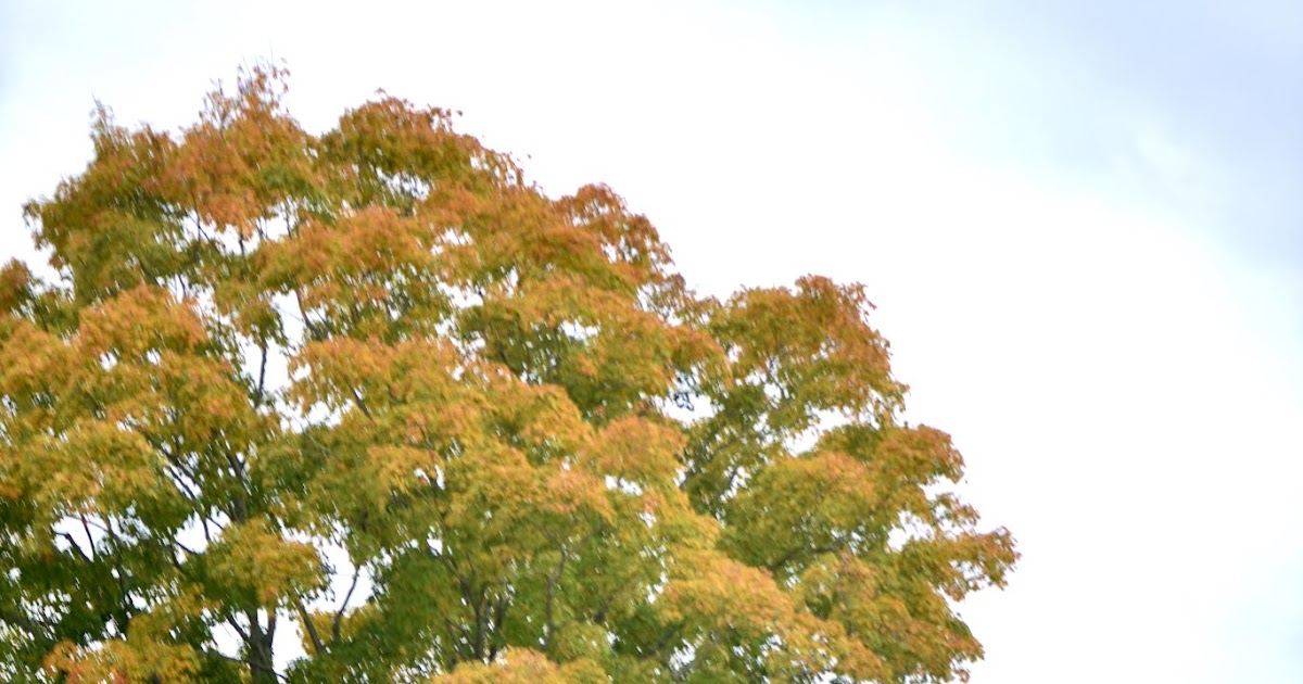 Ignatian Spirituality: Set the World Ablaze: Poem: "Tree at My Window ...