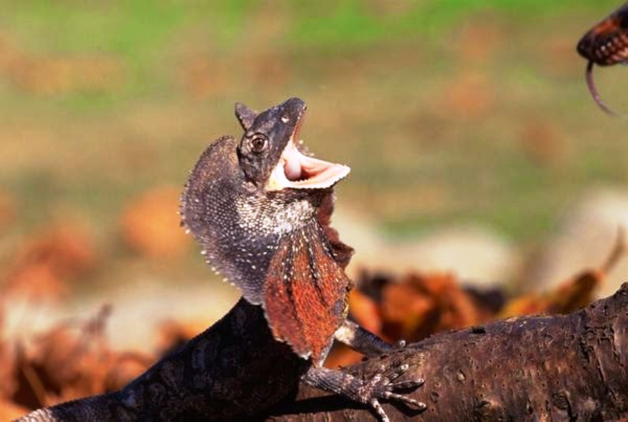 ΚΡΟΣΣΩΤΗ ΣΑΥΡΑ (FRILLED LIZARD) photos - wallpapers (ανανεωμένο) | the ...