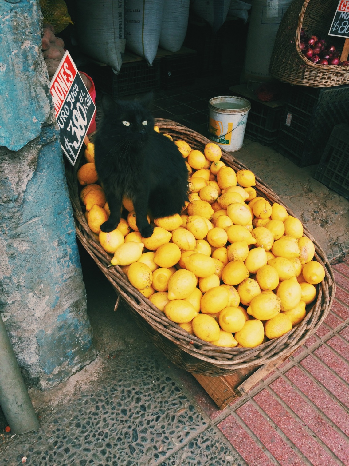 Michipedia: Tipos de michis