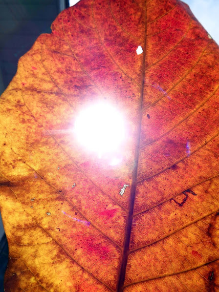 Living with Nature - School on Blog by Dr. Abercio V. Rotor: Autumn ...