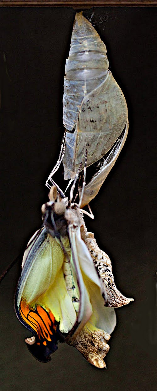 Butterflies, Moths, And Words: Entomology & Etymology | Cuttings from ...