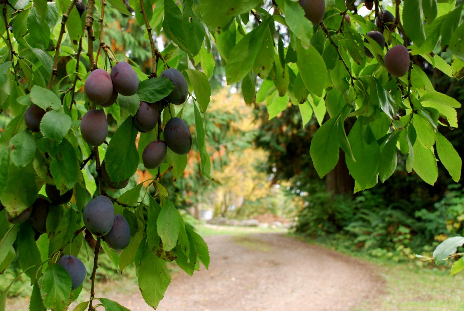 Applegarth Farm: Harvesting plums and apples