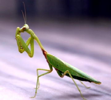 Blog'galera: INSETOS PREDADORES.