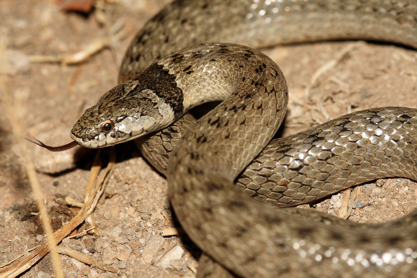 Illora natural: CULEBRA DE COGULLA (Macroprotodon brevis)