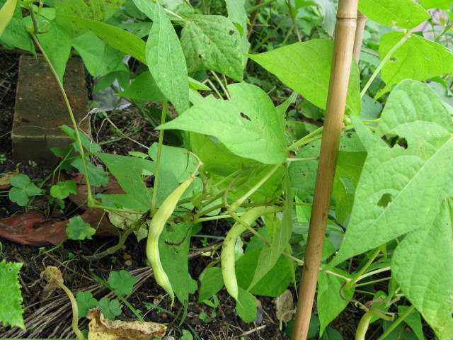 Plant World: Plant World:Butter bean or Yellow Bean