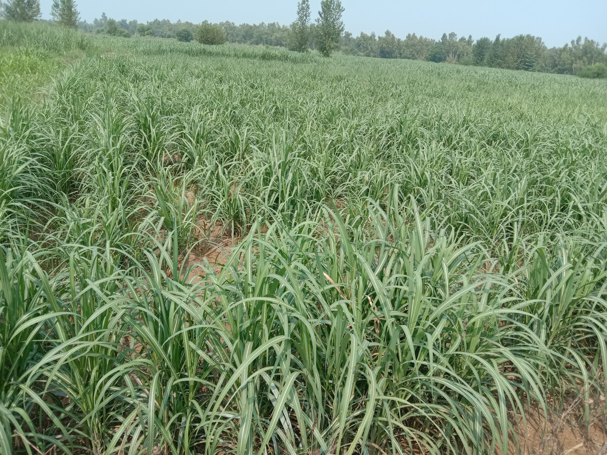 Sugar Plant sugar-plant