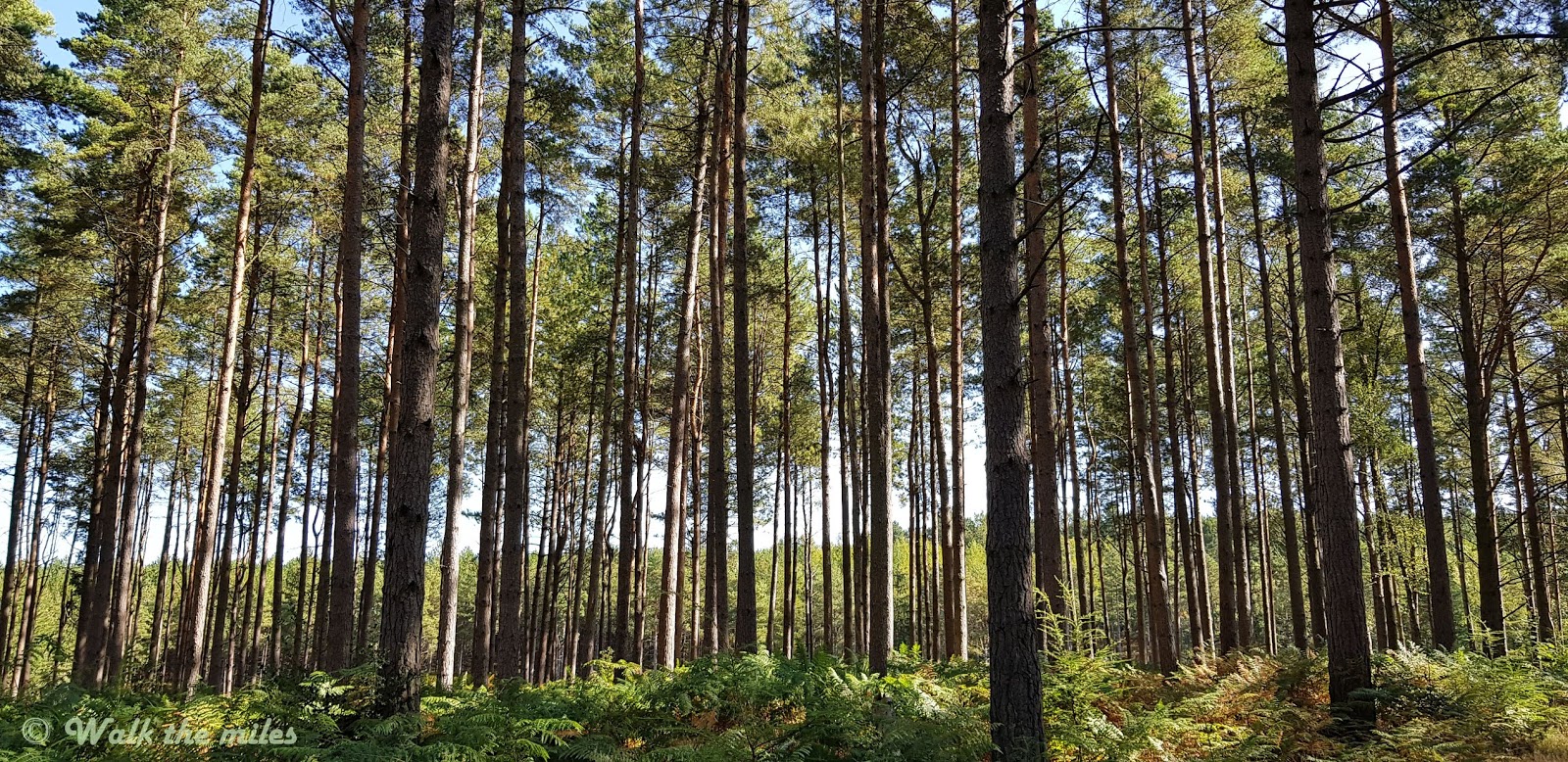 Walk the miles: Winterfold Forest