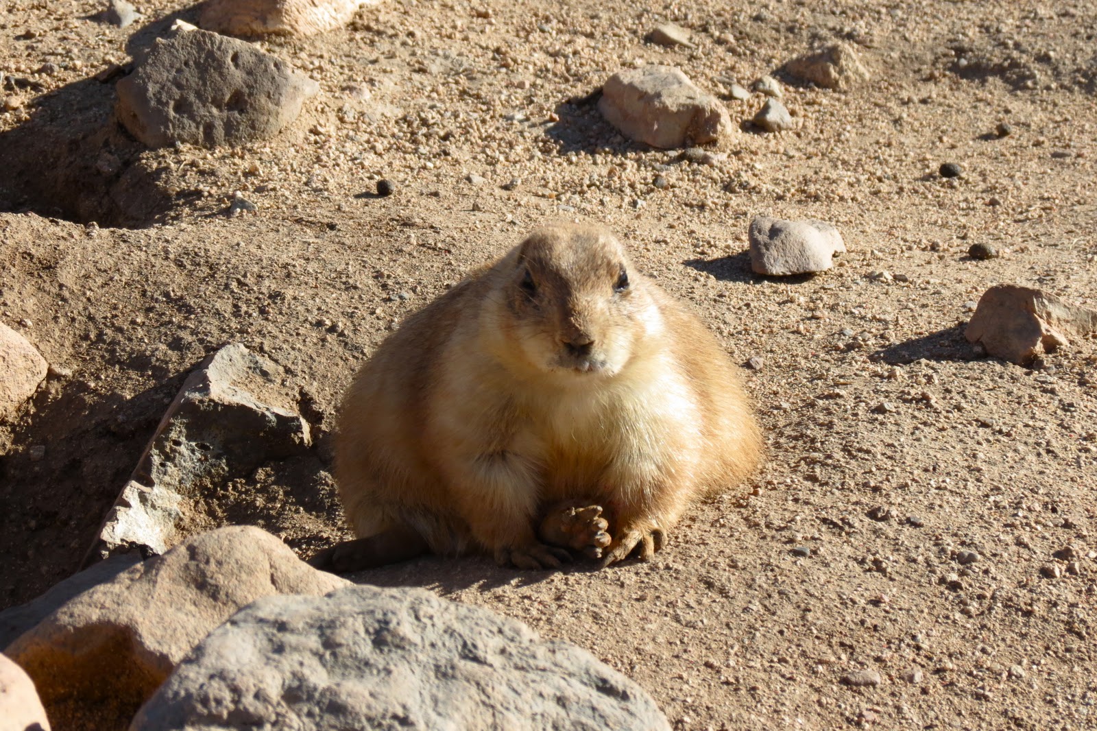 In the Desert...: Rotund Prairie Dog :)