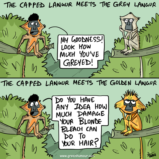 Green Humour: We all have that Capped Langur Friend