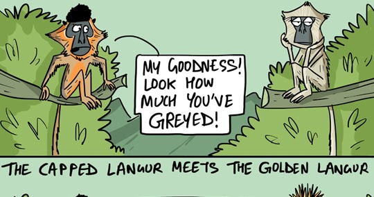 Green Humour: We all have that Capped Langur Friend