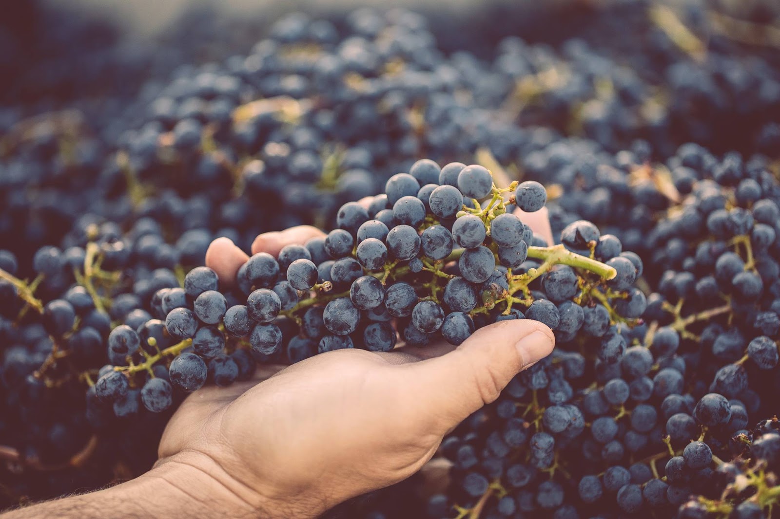 The Wine Write: Spending Time With Bobby Moy of Chiron Wines