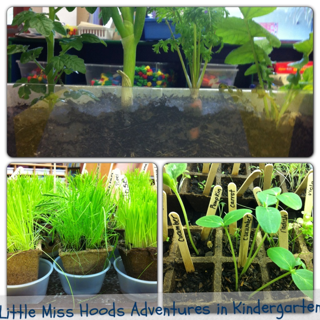 Little Miss Hood's Adventures in Kindergarten: Plants