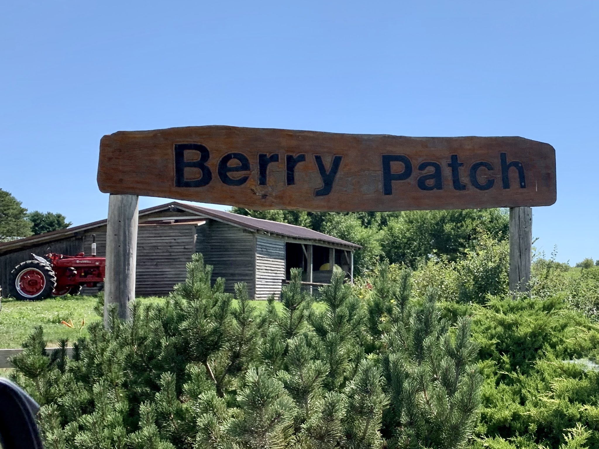 Nevada: Berry Patch Farm U-Pick Blueberries