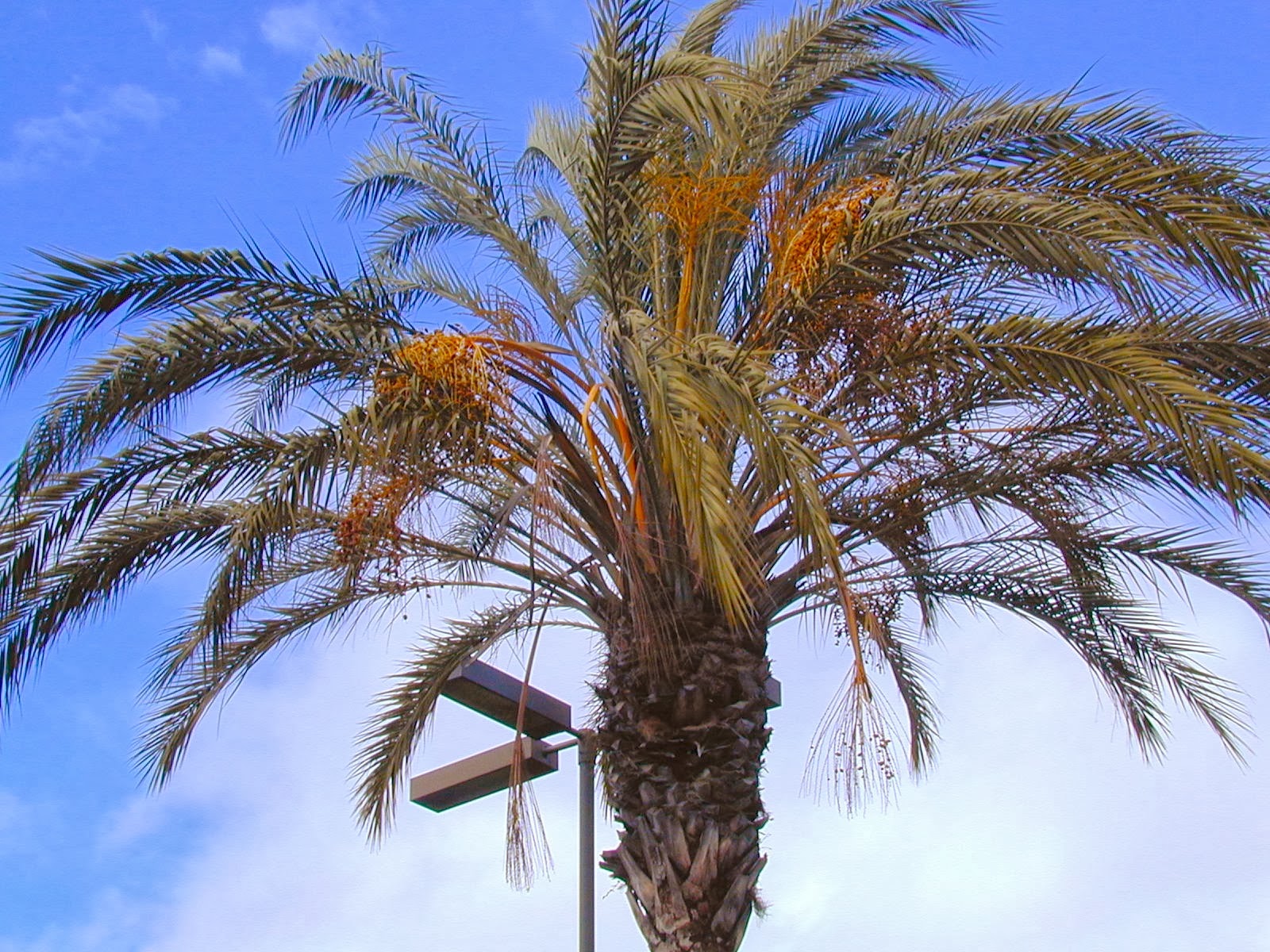 Trees of Santa Cruz County: Phoenix dactylifera - Date Palm