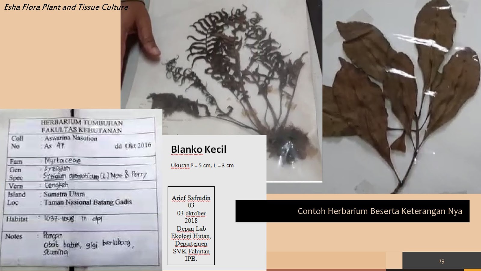 Materi Webinar Mengenal dan Cara Pembuatan Herbarium Materi Webinar Mengenal dan Cara Pembuatan Herbarium