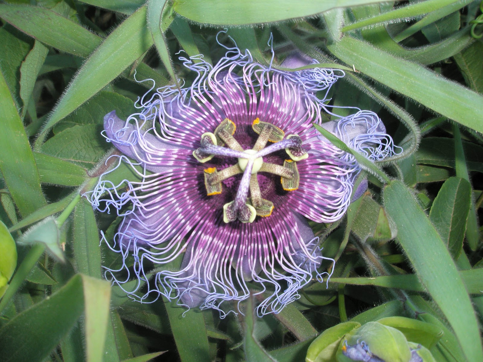 Flores raras | Flores estranhas, Flores raras, Exótico