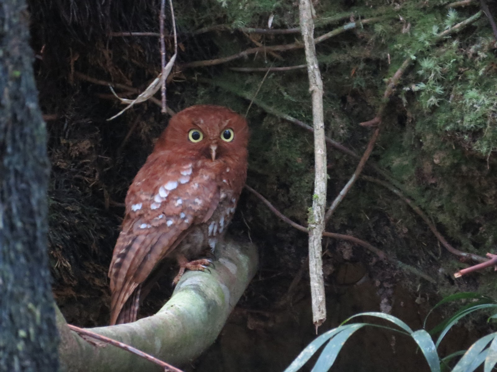 Indonesia birdwatching, Birding Sulawesi, Birding West Papua and ...