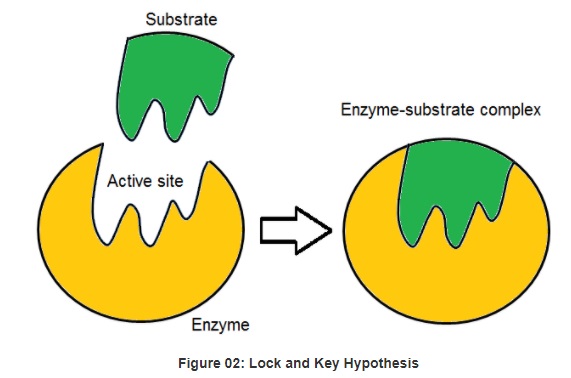 BIOLOGI GONZAGA: ENZIM METABOLISME