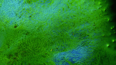 SONU ACADEMY: MICROORGANISMS: FRIIEND AND FOE CBSE CLASS-VIII BIOLOGY