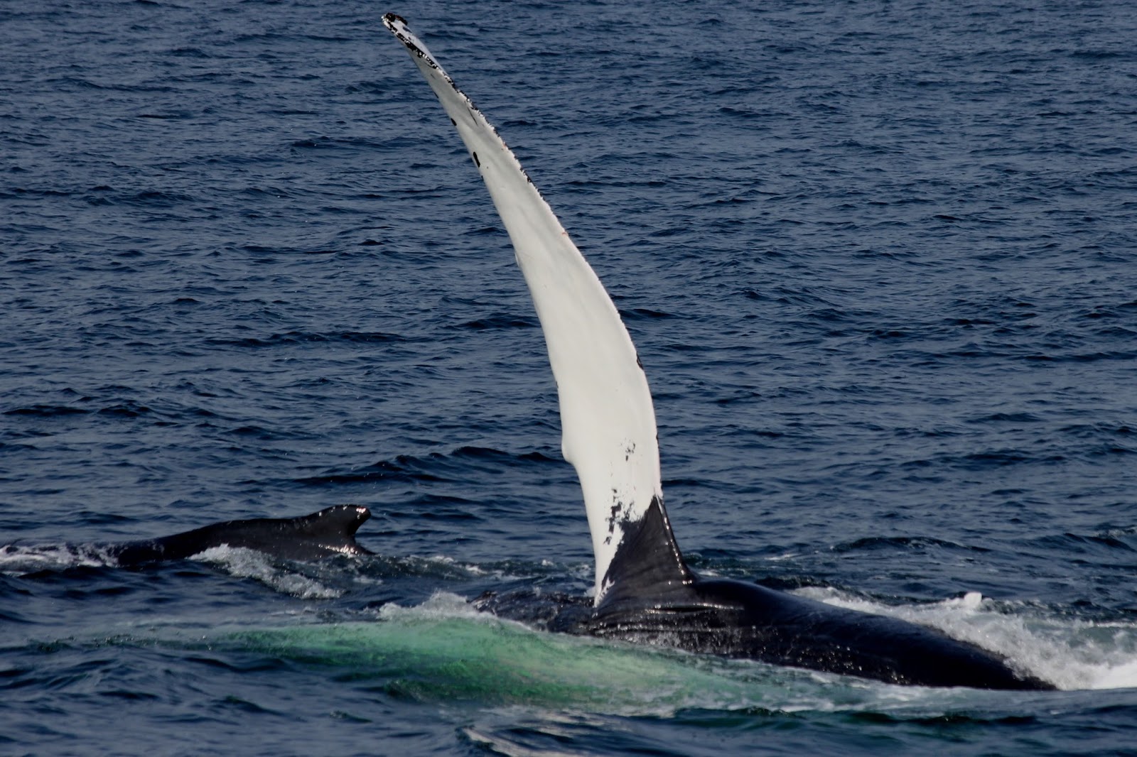 Blue Ocean Society's Whale Sightings: Sept 1, Captain's Lady III