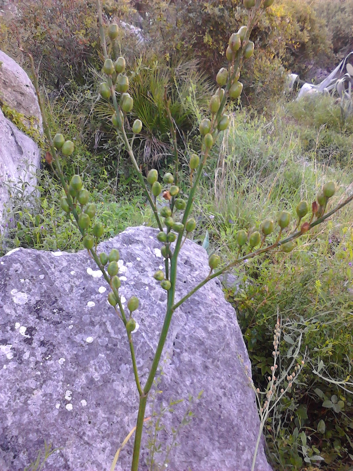 Ubrique en verde: El día de los gamones
