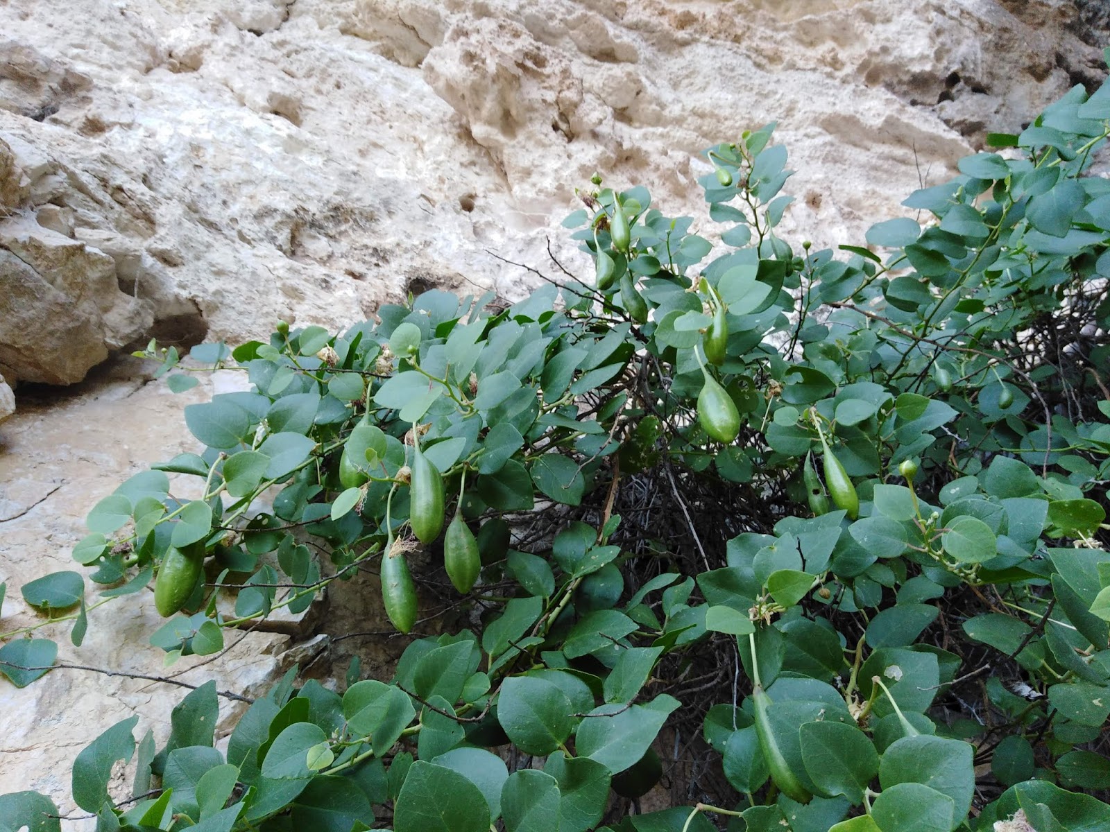 Come Crescere il Cappero (Capparis spinosa) - Coltivazione e Cure | Il ...
