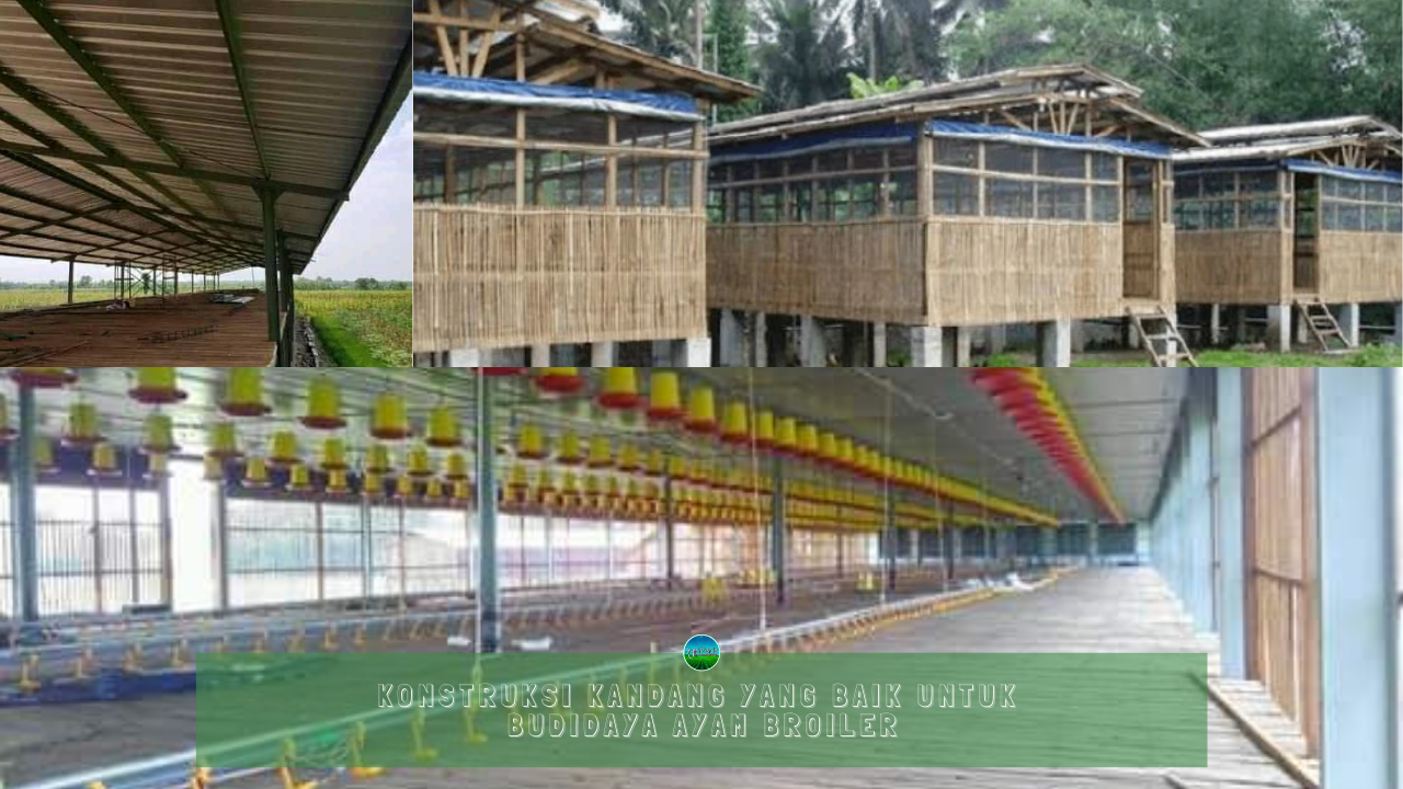 Konstruksi Kandang yang Baik Untuk Budidaya Ayam Broiler - Agribisnis ...