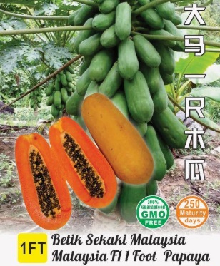 Anim Agro Technology: HEBATNYA BUAH DAN BIJI BETIK (Part 3)