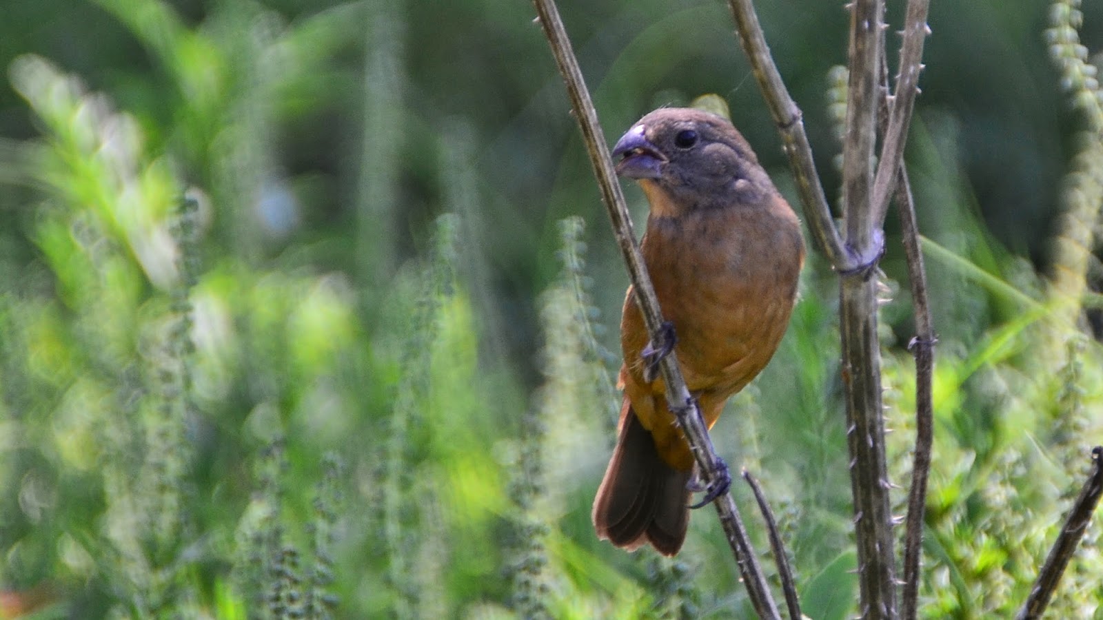 Aves de La Floresta: Azulito