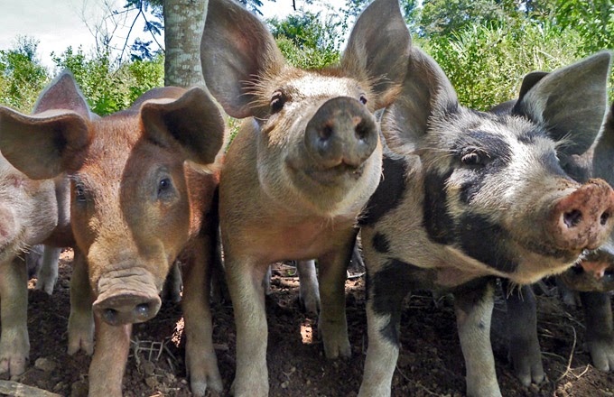 LA COOPERATIVA RANCHO AGROSOL: Puercos...