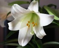 Legenda crinului de Paste | Legende de Paste - diane.ro