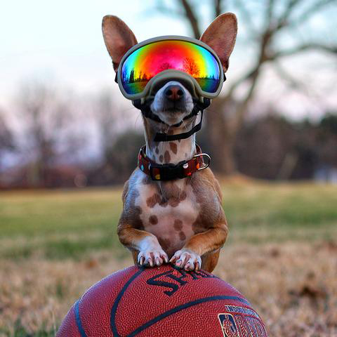 Eye Protection for Dogs: Why & When? | Australian Dog Lover