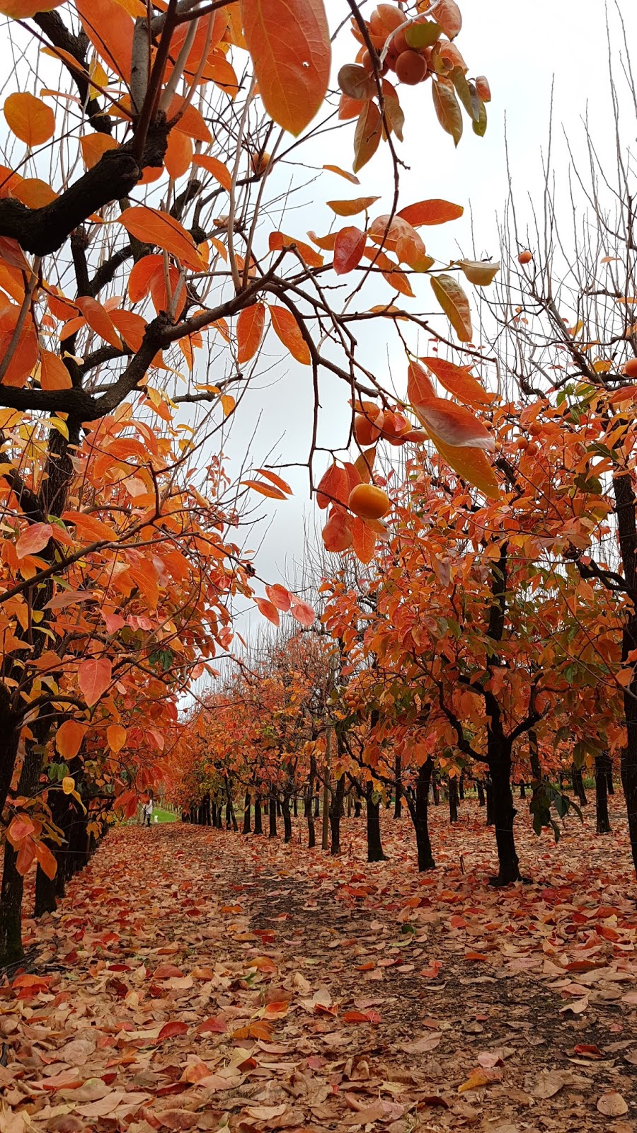 Perth: Autumn leaves at Raeburn Orchard - The Cube