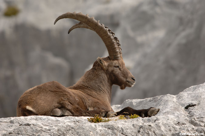 Alpine ibex - Stock Image