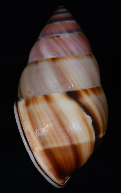 Dr. Lee's Gallery Museum: Amphidromus inversus annamiticus 53.03mm ...