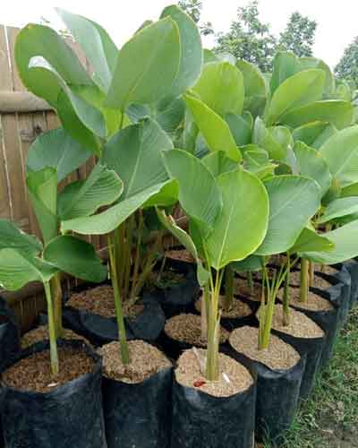Pisang Hias Calathea lutea - hijausegar.com: Benih, Pupuk, Buah, Bunga ... Pisang Hias Calathea lutea - hijausegar.com: Benih, Pupuk, Buah, Bunga ...