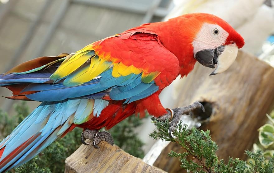 Macaw